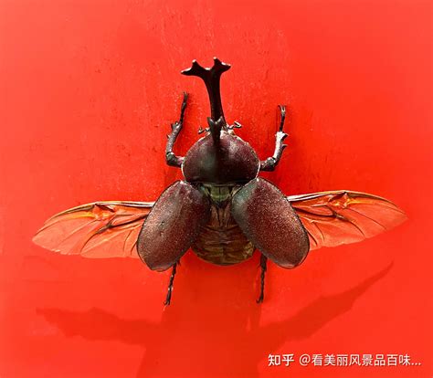 破茧成蝶，蝶恋花 知乎