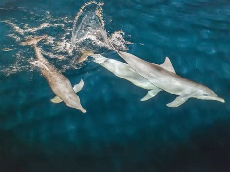 Dolphin Mating Human