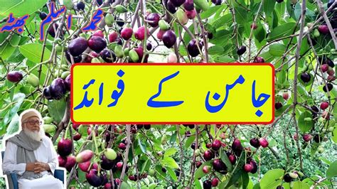 جامن کے فوائد Youtube