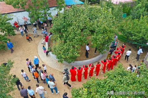 濟南商河百年梨園旗袍秀 李桂芬貢梨甜醉採摘客 每日頭條
