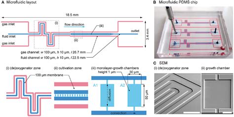 Microfluidic Oxygenator At Norman Nelson Blog