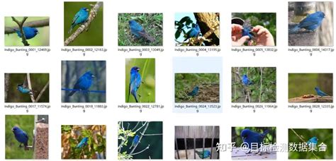 Cub 200 2011 鸟类数据集的训练及应用 鸟类识别 200 种鸟类，共 11788 张图像，边界框、关键部位标注和 312 个二进制属性。应用于细粒度分类、可解释性、特征学习等任务 知乎