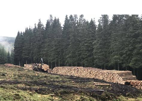 Global Sawlog Price Index Is Still Unsettled Forest Machine Magazine