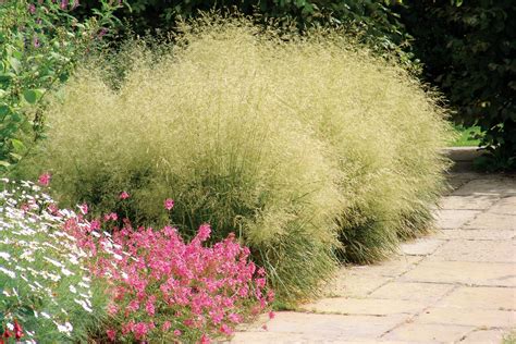 Ornamental Grasses For Every Size Garden This Old House
