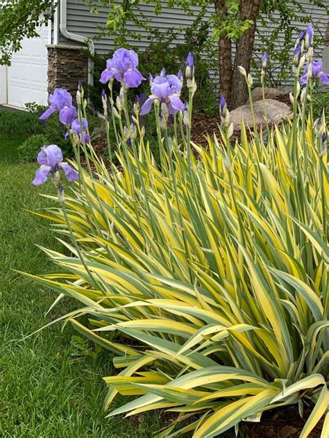 Zebra Iris Iris Pallida Albo Variegata From Growing Colors