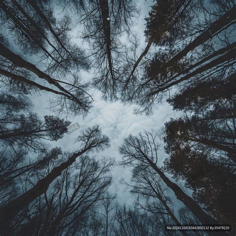 Ai创作图仰望唯美树枝 色仰望森林 仰拍森林素材 森林仰拍素材 仰拍的森林 仰望水杉 水杉俯拍 林间抬头看天空 水杉仰望 仰拍水杉 仰望树木素材 仰视唯美枝叶 仰望唯美枝叶 仰视森林天空 仰望