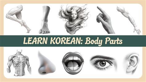 Body Parts In Korean Learn Korean Vocabulary By Flashcard YouTube