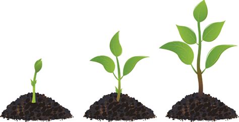 Seedlings Vector Free Vector 4vector