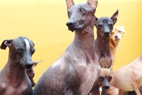 Ministerio De Cultura Anuncia Celebraciones Para El 12 De Junio Día