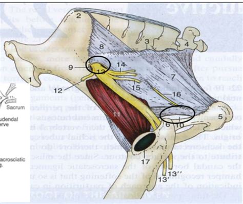 Equine Male Repro System Flashcards Quizlet