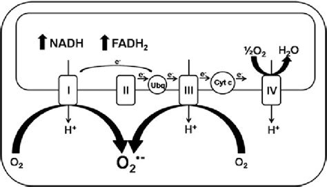 Mitochondrial Ros Production Under Normal Conditions 1 2 Of