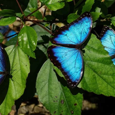 Morpho Peleides Facts Diet Habitat And Pictures On Animaliabio
