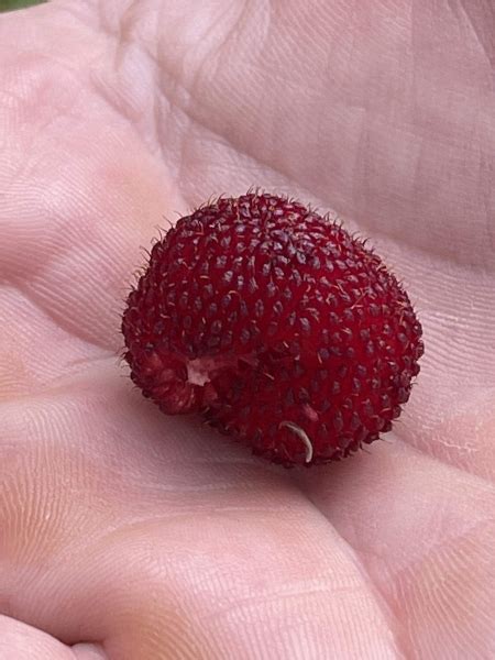 Buy Native Raspberry Peters Thornless Plants Rubus Rosifolius
