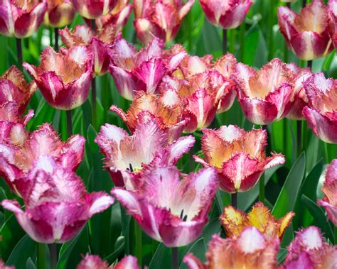 Tulip Colour Fusion Bulbs — Buy Online At Farmer Gracy Uk