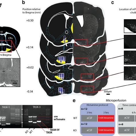 Electrophysiological Recordings In Freely Behaving Mice A Example 165