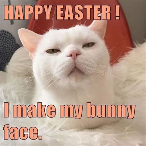 20 Funny Cat Easter Memes Too Cute To Not Share