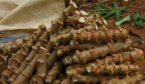 Cara Menanam Stek Ubi Kayu Agar Panen Melimpah IlmuBudidaya