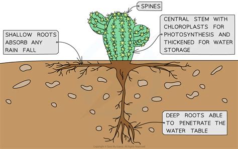 Adaptations Of Xerophytes 914 Dp Ib Biology Hl Revision Notes