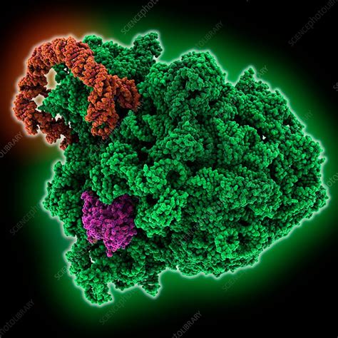 Ribosomal Rna Complex Stock Image C035 6153 Science Photo Library