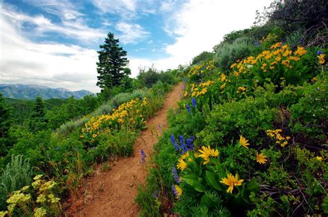 Grandview Peak Via Great Western Trail Utah Alltrails