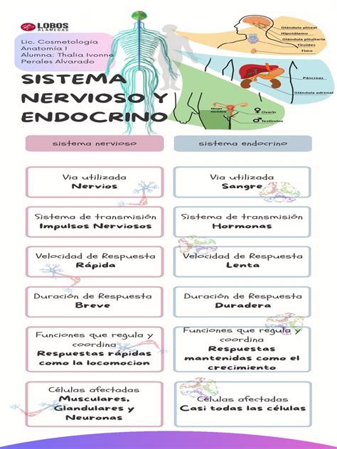 Tabla Comparativa Sistema Nervioso Y Endocrino Pdf