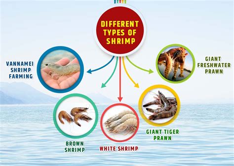 Shrimp From India Safe Caria Shayne