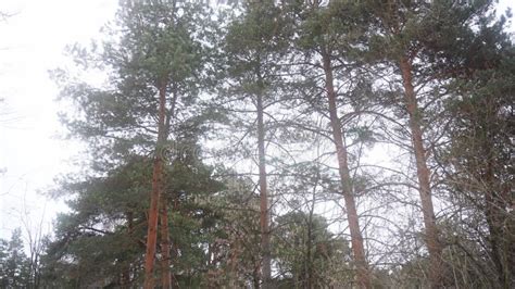 Cluster Of Pine Trees In Natural Landscape White Sky Backdrop Stock