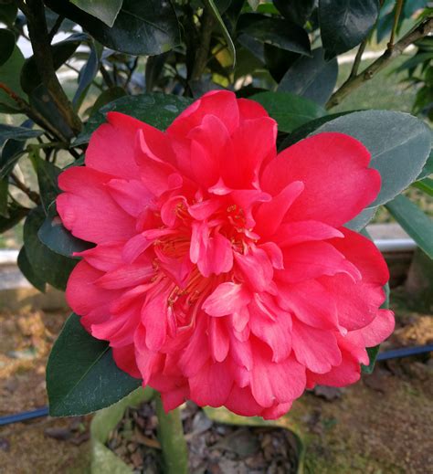 认识四季茶花四季茶花的四季浇水和喷水技巧 养护