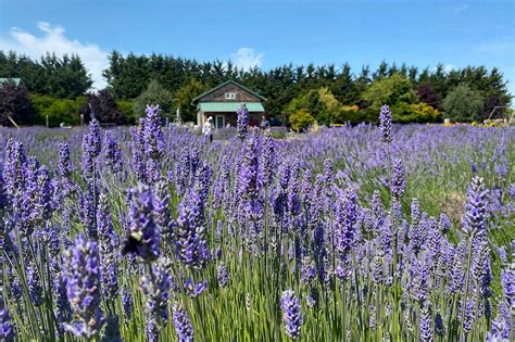 A Look At Sequim Lavender Weekend Sequim Gazette