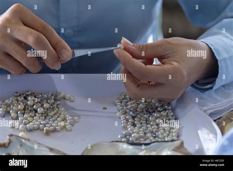 Vietnamese Girls Working In A Pearl Farm At Halong Bay Vietnam