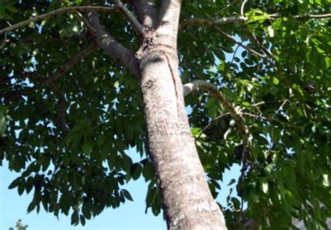 How Deep Should You Plant A Tree Wright Outdoor