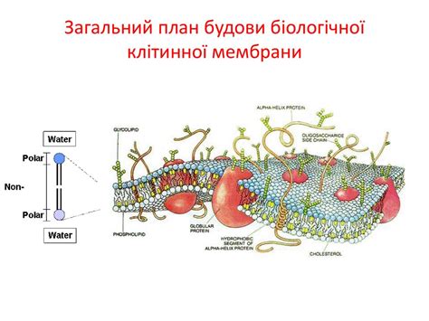 Будова клітинної мембрани Хімічний склад Транспортні властивості