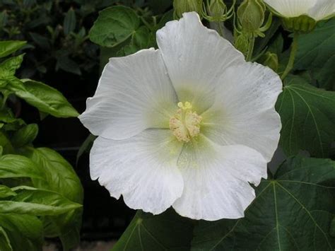 フヨウの花フヨウによく似た花