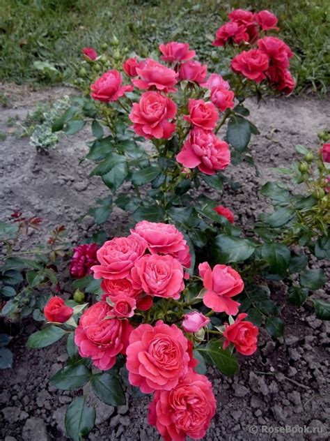 Галерея Cherry Girl ® Ko 972051 10 Korkosieb Энциклопедия роз