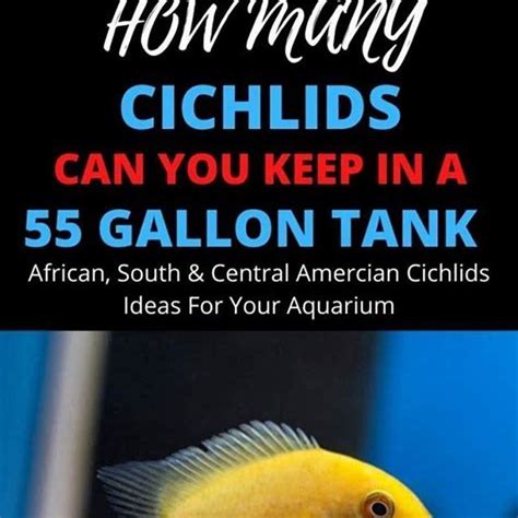 Can You Have Multiple Cichlids DIY Seattle