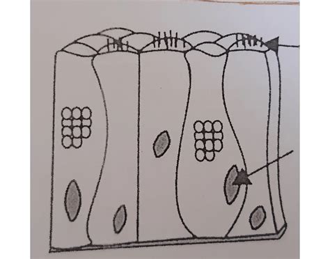 Ciliated Epithelium — Printable Worksheet