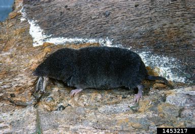 Least Shrew Diet