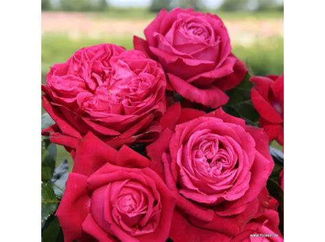 Ruby Kiss®
