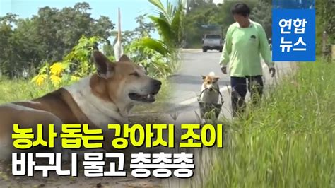 뼈다귀도 아니고…바구니 물고 농부 따라다니는 개 화제 연합뉴스 Yonhapnews Youtube
