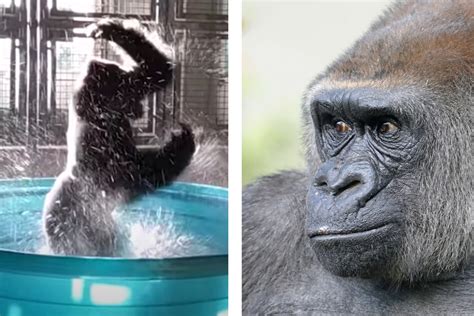 Apes Love Making Themselves Dizzy And The Reason May Have Fascinating
