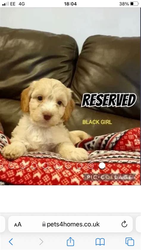 Introducing Hetty The Cockapoo Mum Of Three World