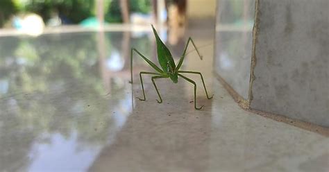 Mantis Album On Imgur