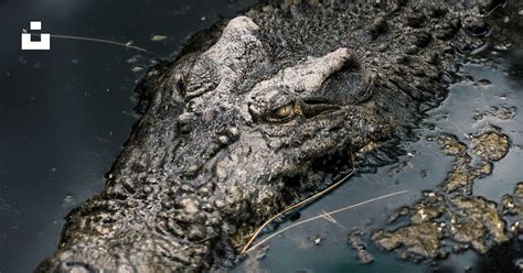 물 속의 악어 사진 Unsplash의 무료 키시미 이미지