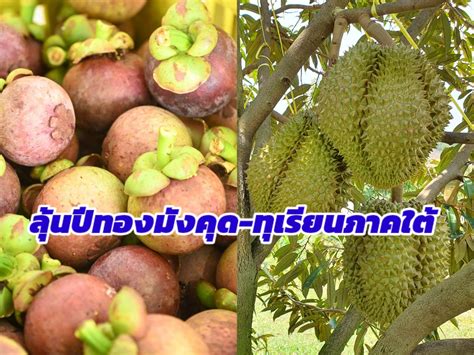 ลนปทองมงคด ทเรยนภาคใต