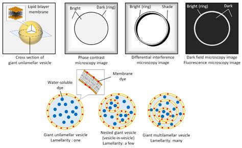 Vesicles Microscope