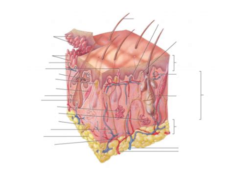 Subcutaneous Layer Diagram Subcutaneous Tissue Hi Res Stock