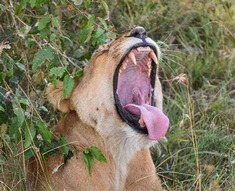 A Lion Yawning In Maasai Mara Kenya Showcasing Natural Behavior In