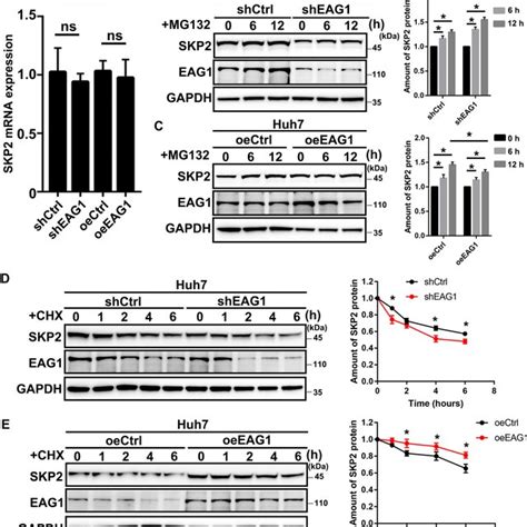 Eag1 Affected Skp2 Protein Degradation A Alterations Of The Skp2 Mrna