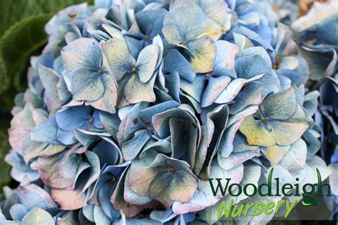 Hydrangea Macrophylla Gentian Enziandom Woodleigh Nursery