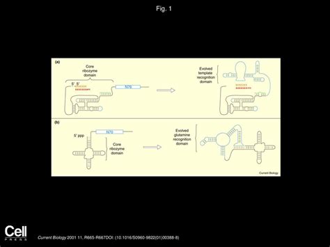 Rna World Catalysis Abets Binding But Not Vice Versa Ppt Download